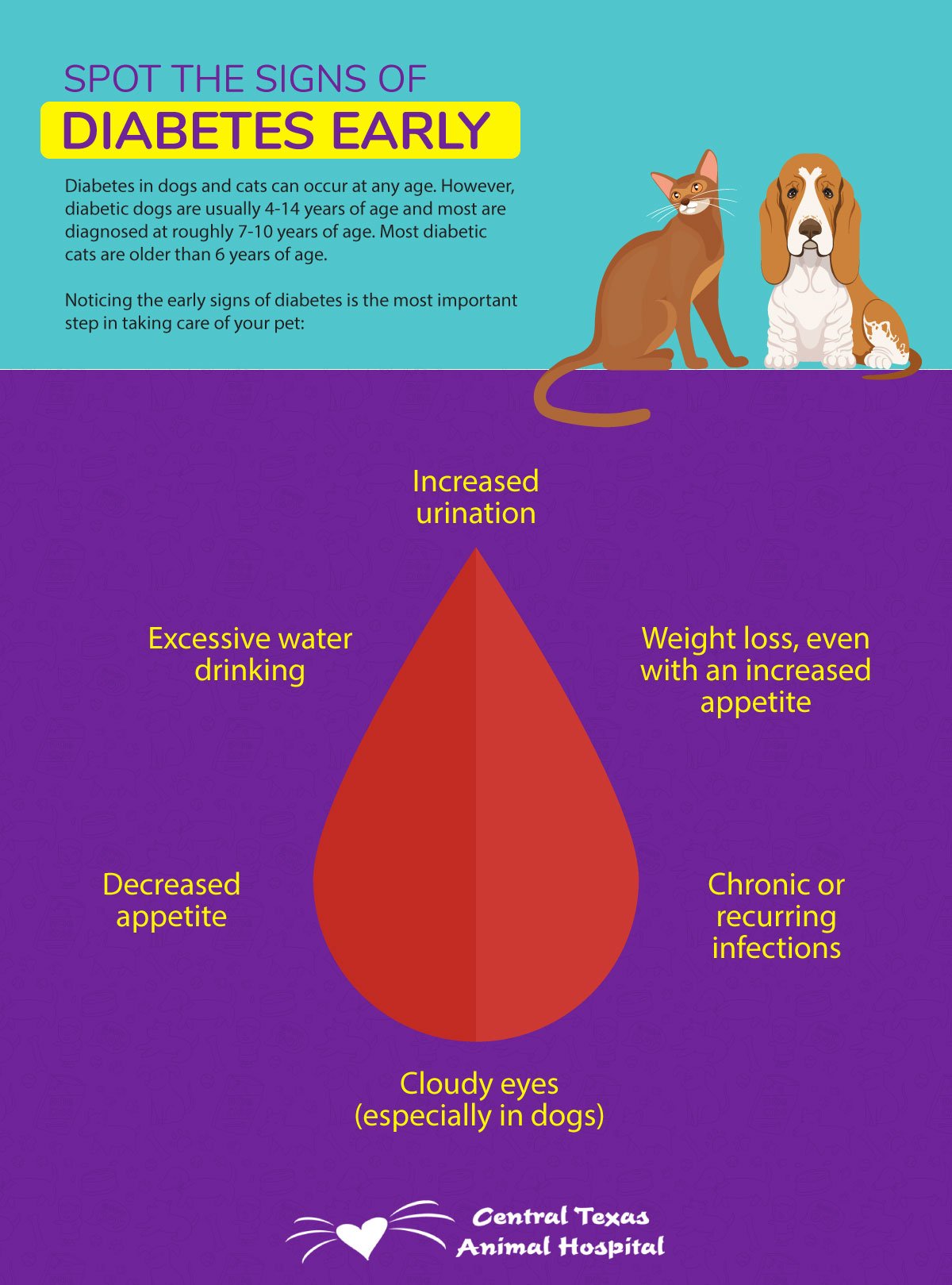 Diabetes in Pets: What You Need to Know - Central Texas Animal Hospital